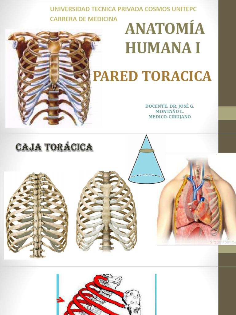 Pared Toracica | PDF | Tórax (anatomía humana) | Sistema esquelético