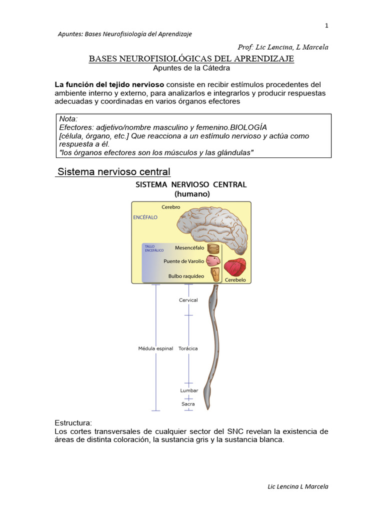 Apunte de Bases Neurol.1B | PDF