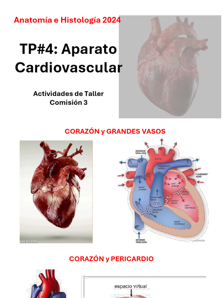 TP4 Taller Cardio | PDF