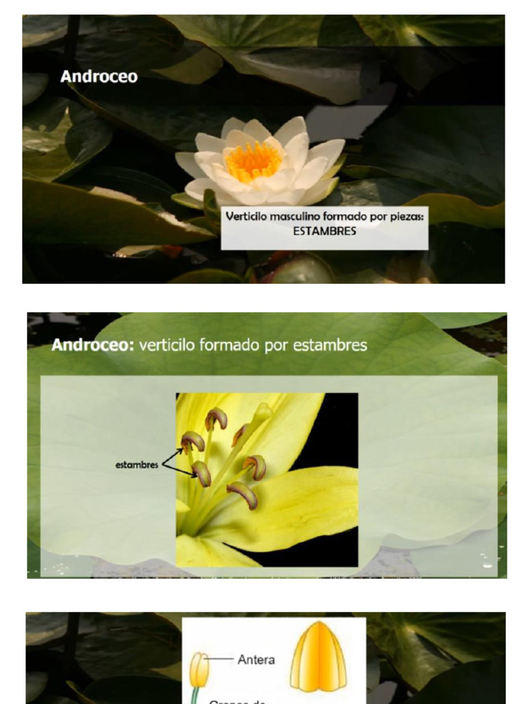 Androceo de La Flor | PDF
