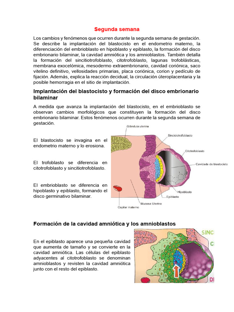 Resumen 2da Semana | PDF