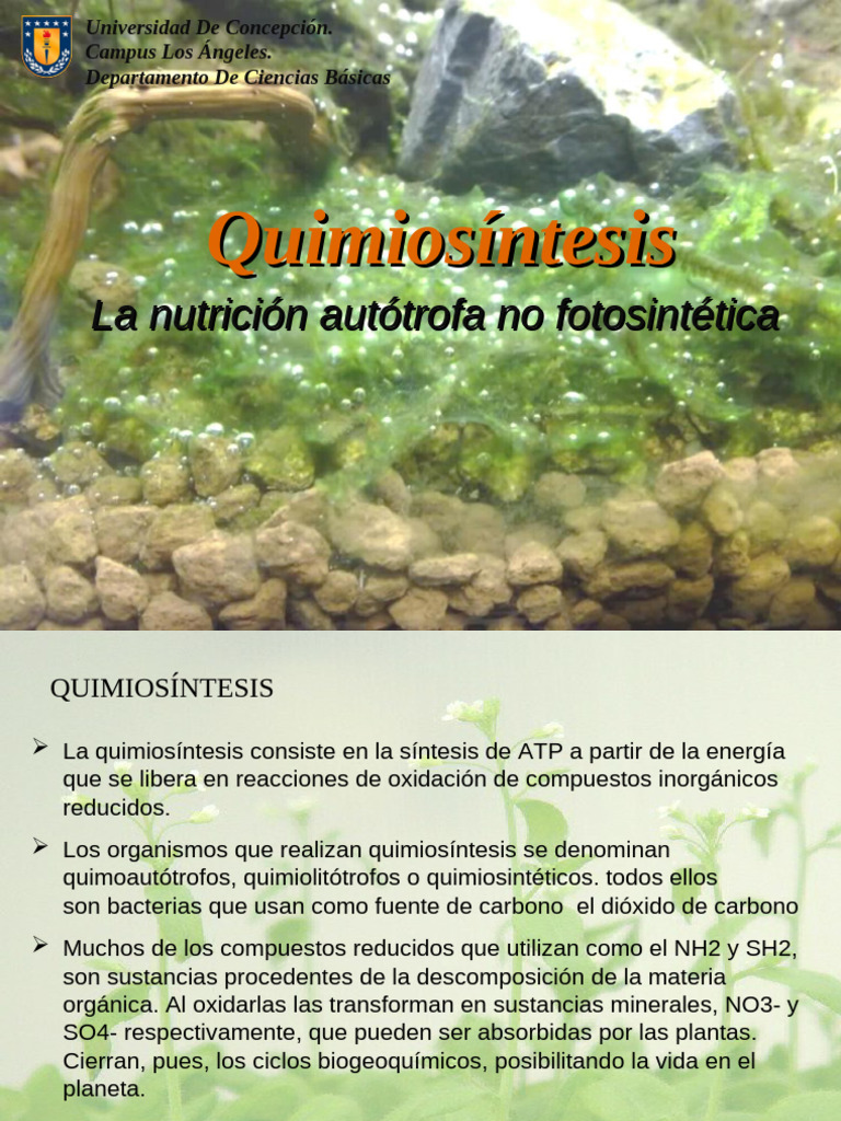 Quimiosintesis_ok_2 | PDF