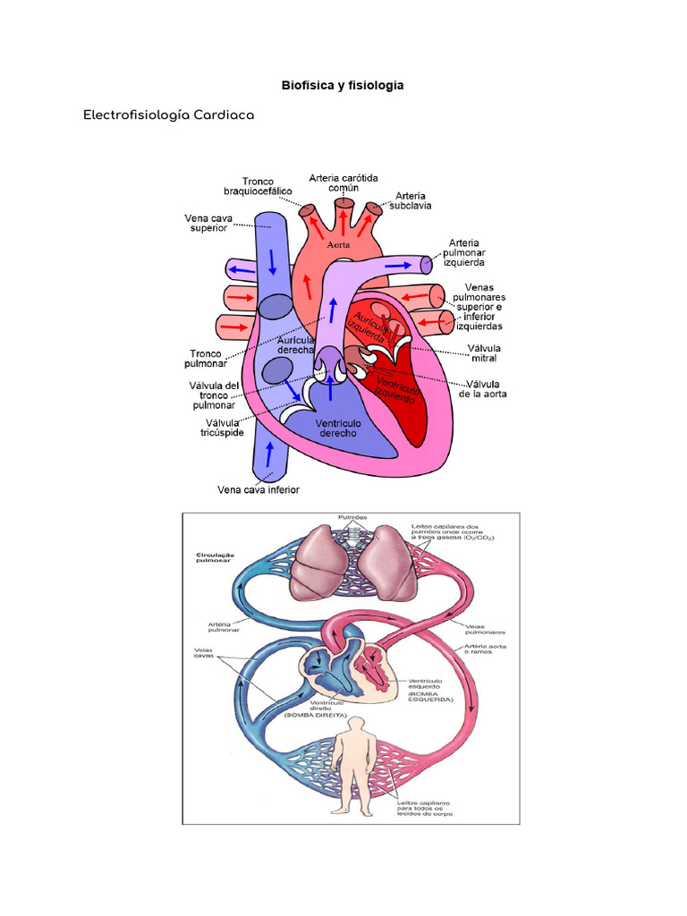 Bomba Cardiaca | PDF