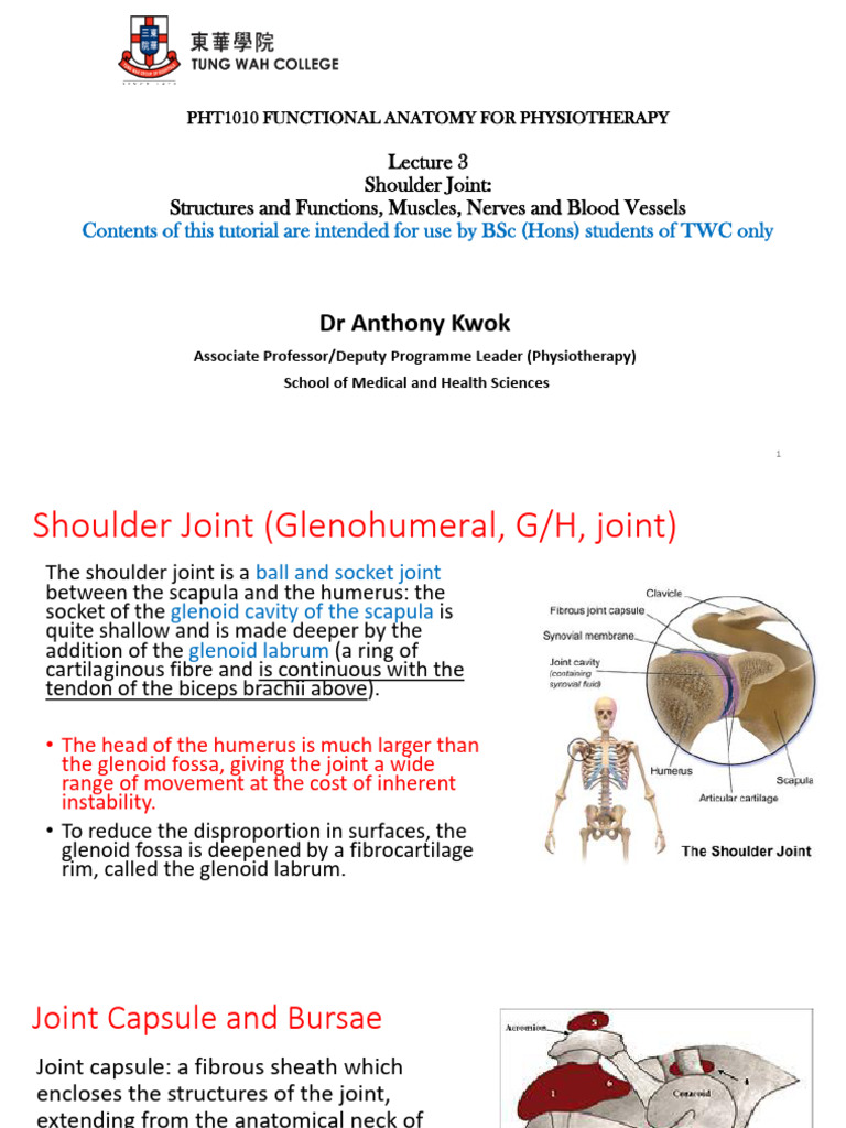Shoulder Joint Anatomy and Function | PDF | Shoulder | Arm