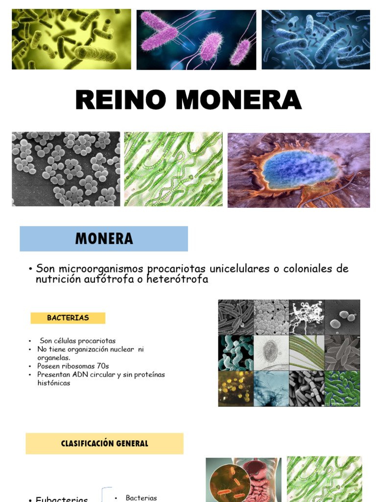 Reino Monera | PDF
