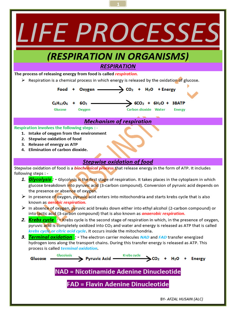 10th Respiration Notes | PDF