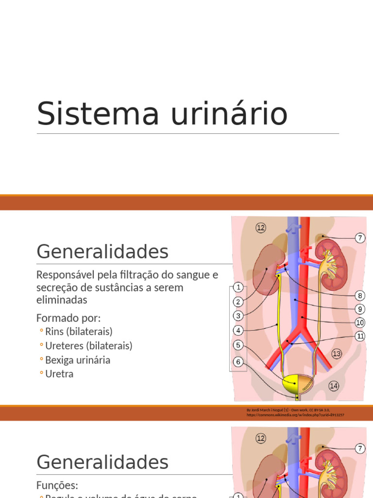 Sistema urinário | PDF