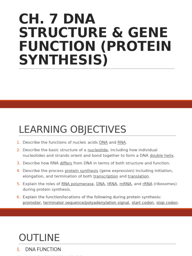 CH. 7 POWERPOINT - DNA Structure & Protein Synthesis | PDF