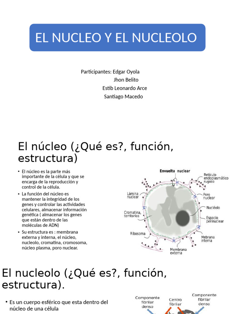 El Nucleo y El Nucleolo 3.5 | PDF