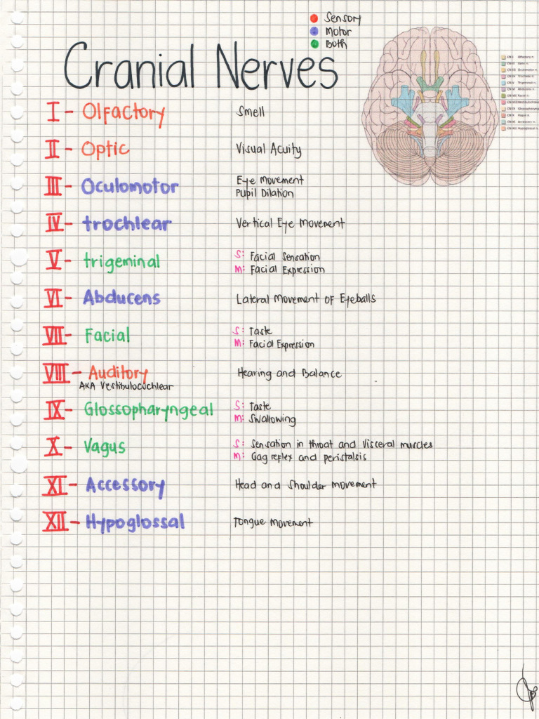 Cranial Nerves | PDF
