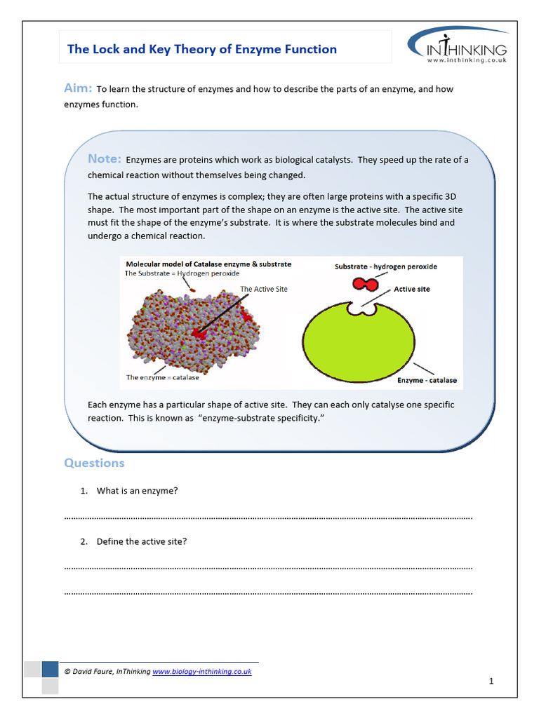 enzyme_worksheet | PDF