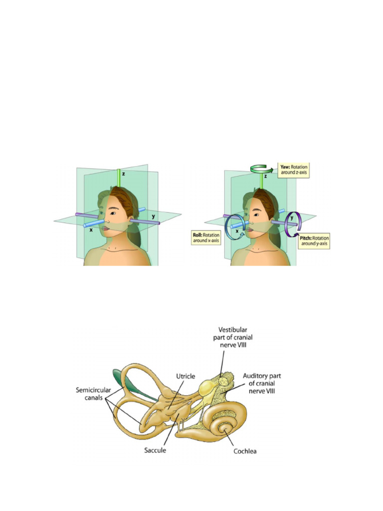 Sistema Vestibular | PDF