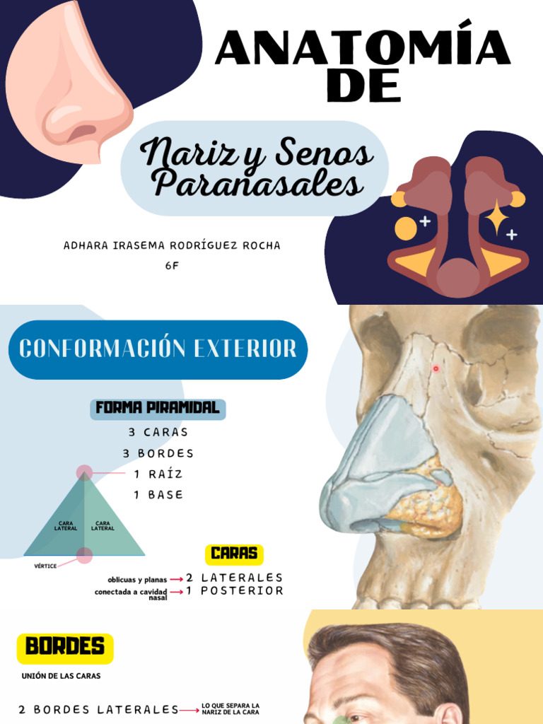 Anatomía de Nariz y Senos Paranasales | PDF