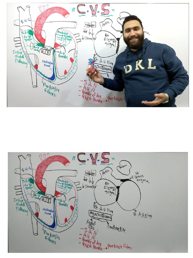 Anatomy by Dr.Alaa [CVS][4] | PDF