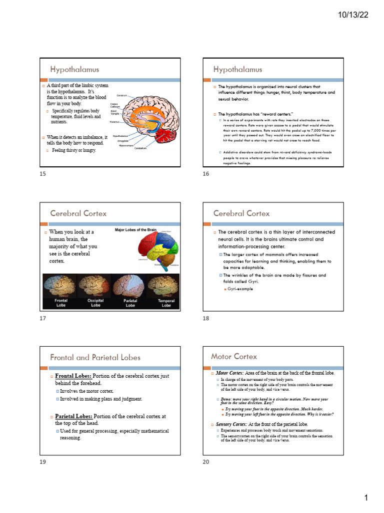The Brain Part 2 | PDF