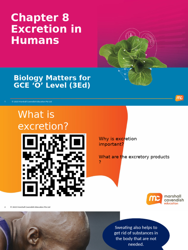 C08 Excretion in Humans | PDF