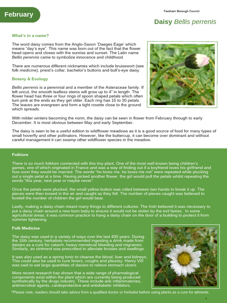 Daisy | PDF