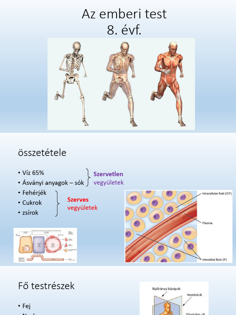 Az Emberi Test 8. Évf. Másolata | PDF