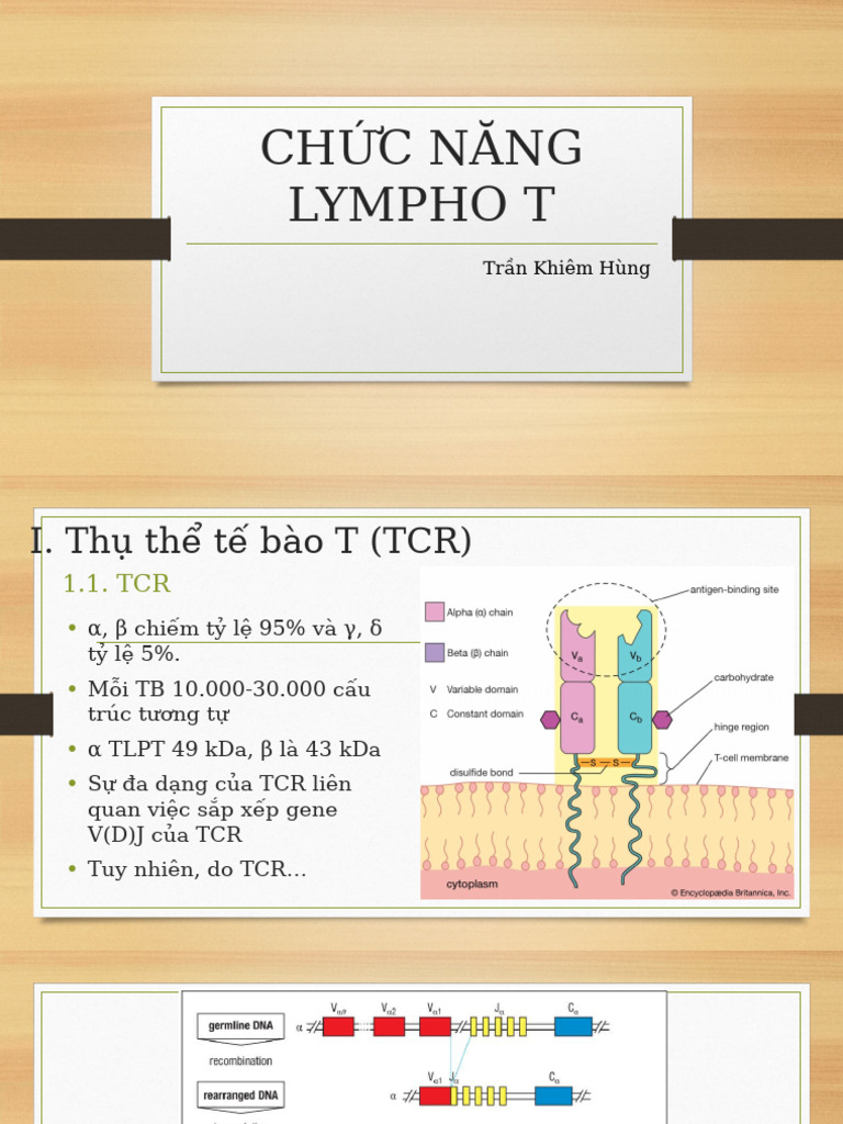 Chức Năng Lympho T | PDF