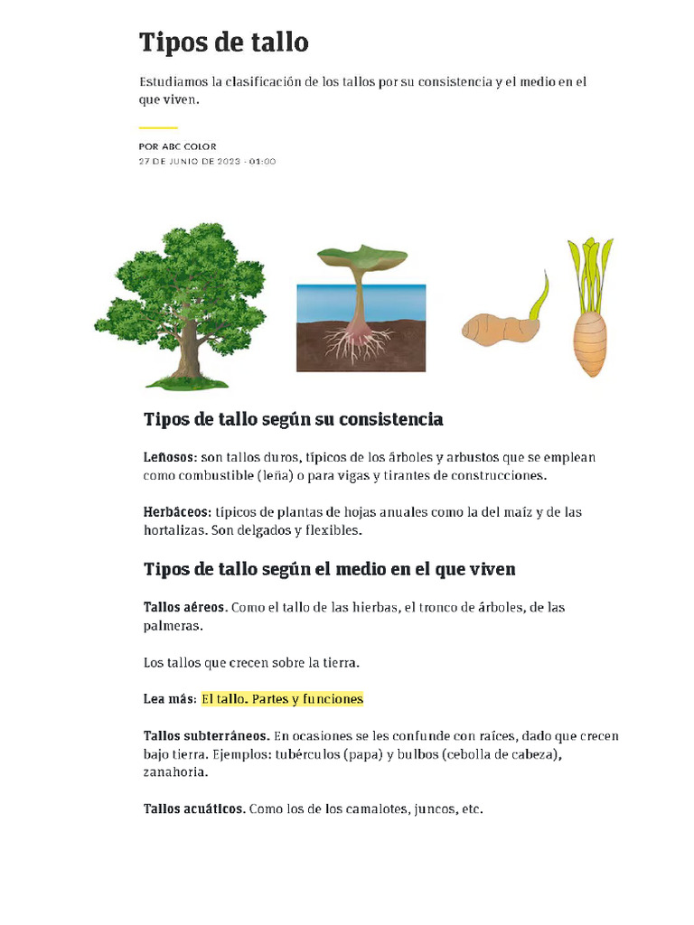Tipos de Tallos | PDF