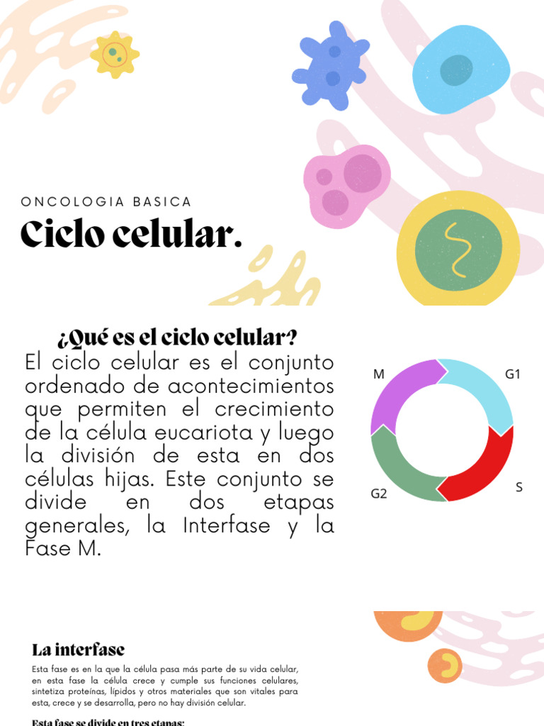 Ciclo Celular. | PDF