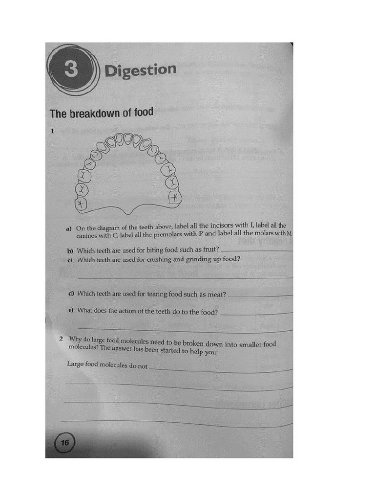 Small Workbook - Digestive System | PDF