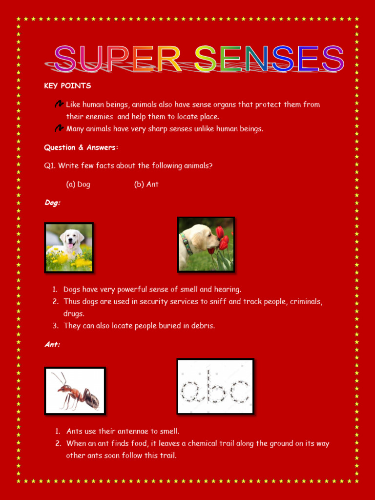 super-senses-lesson-1-fifth | PDF
