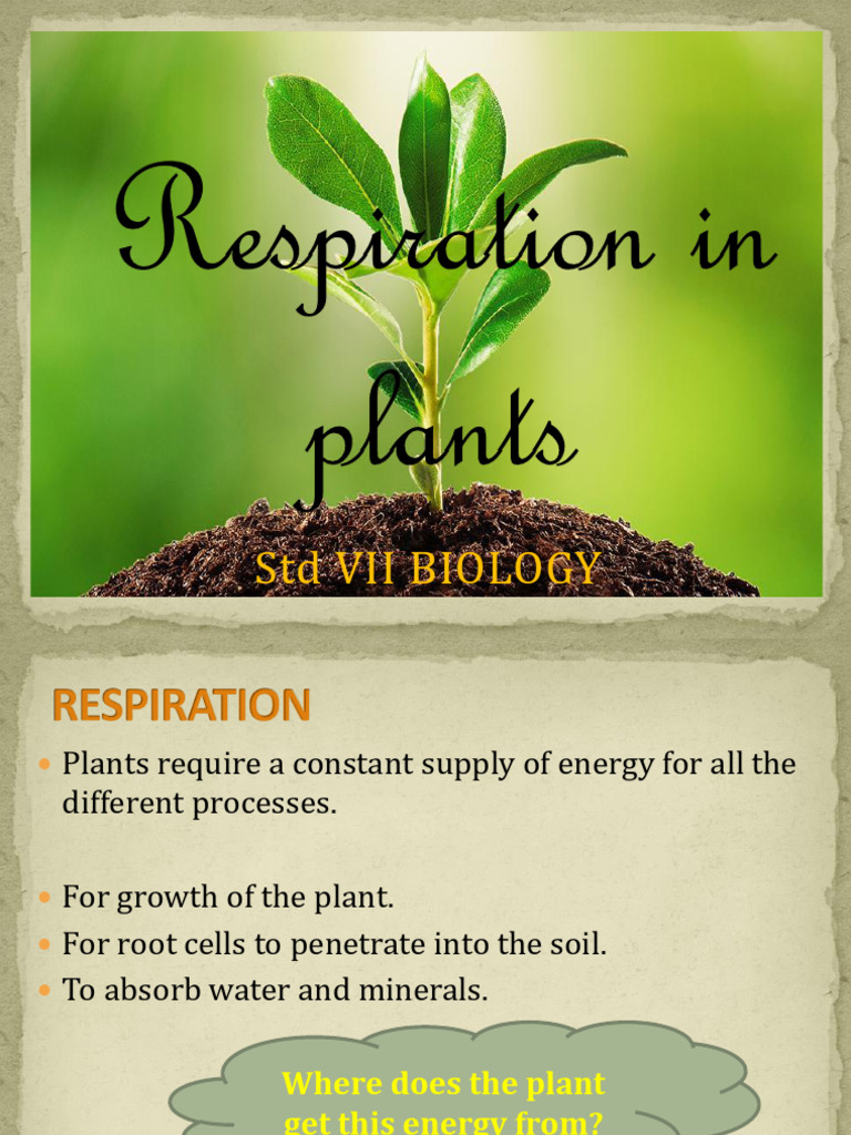 Respiration NTB Notes | PDF