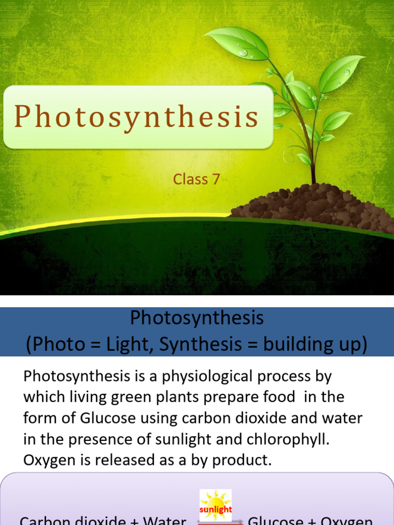 STD 7 Photosynthesis NTB | PDF