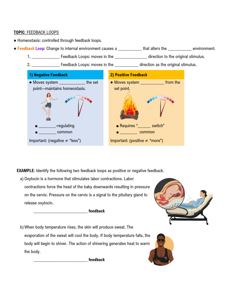 Feedback Loops-Worksheet | PDF