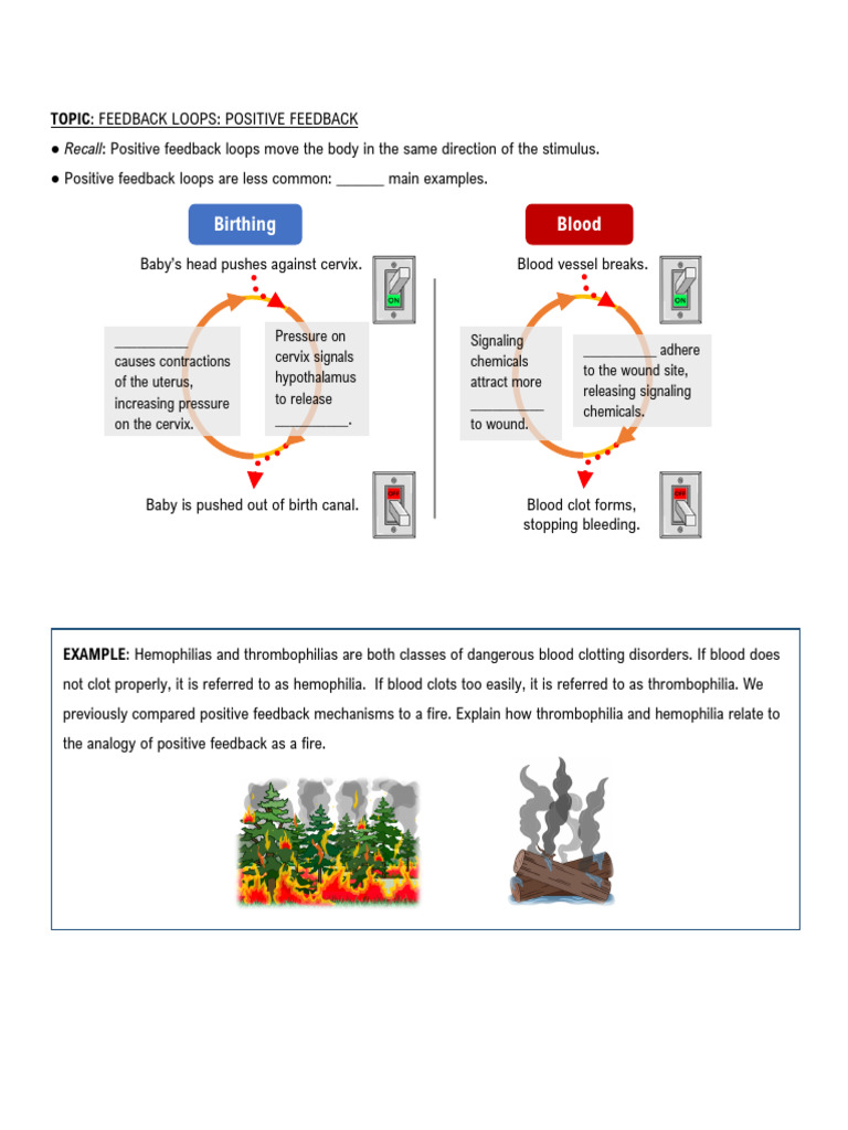 Feedback Loops - Positive Feedback-Worksheet | PDF