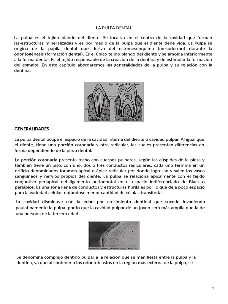 Pulpa Dental | PDF