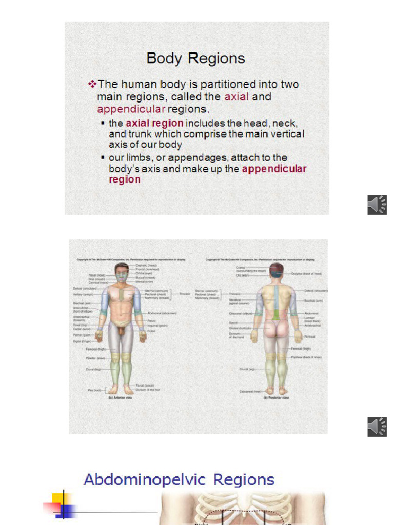 Ana Lab. 2 Body Regions Class | PDF