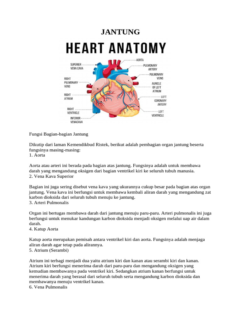 JANTUNG Bagian Bagian Jantung | PDF