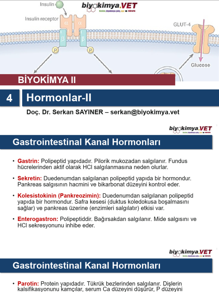 4 Hormonlar-II | PDF