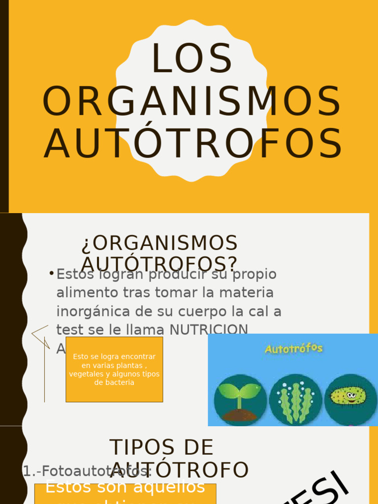 Organismos Autótrofos y Su Nutrición | PDF | Salud y bienestar ...