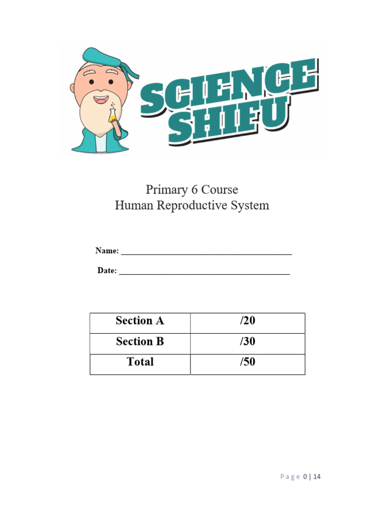 p6 Ws Human Reproductive System Worksheet | PDF