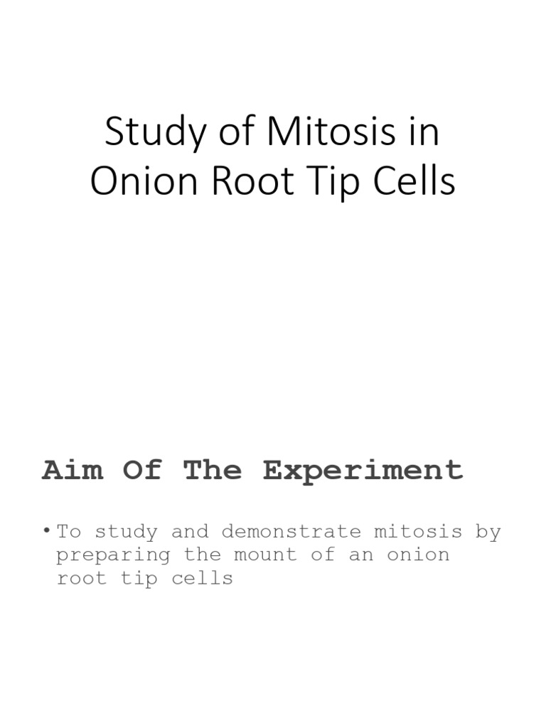 Study of Mitosis in Onion Root Tip Cells | PDF | Mitosis | Biology