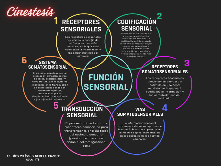 C3 Cinestesis Función Sensorial López Velásquez Neider Alexander | PDF