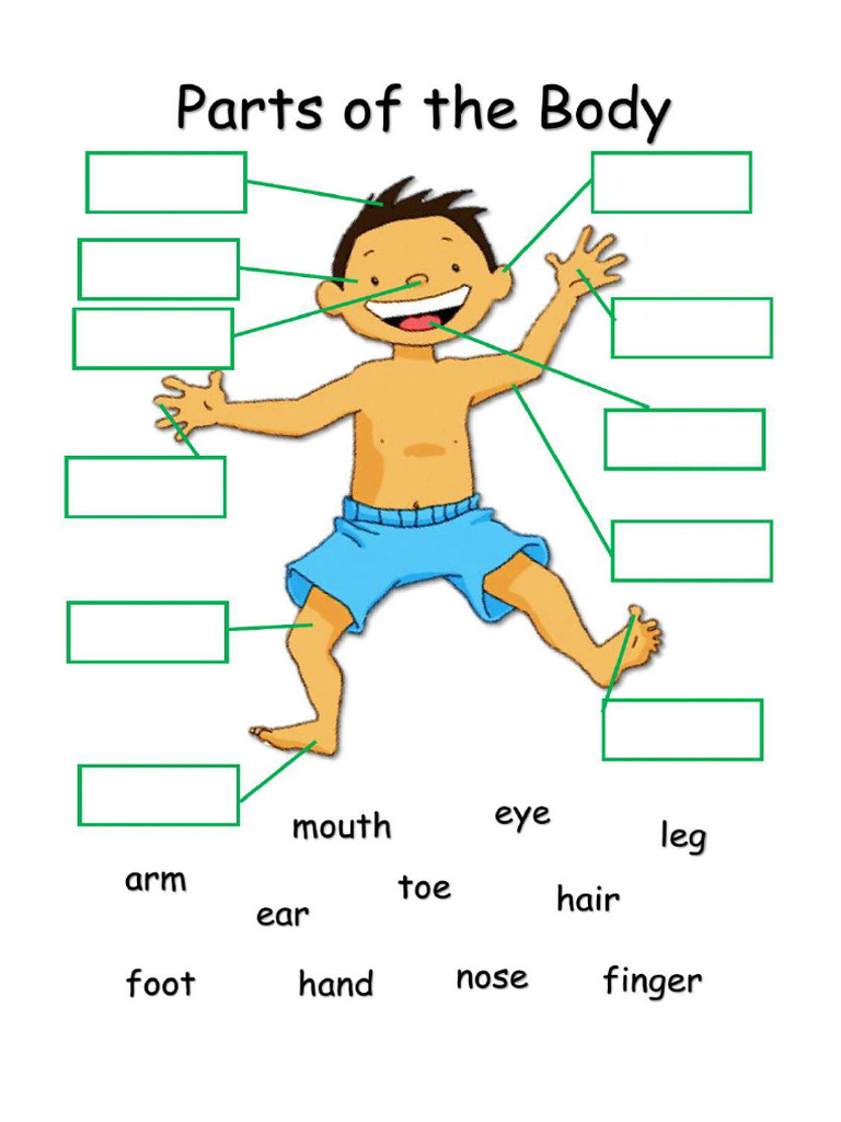 Human body parts | PDF