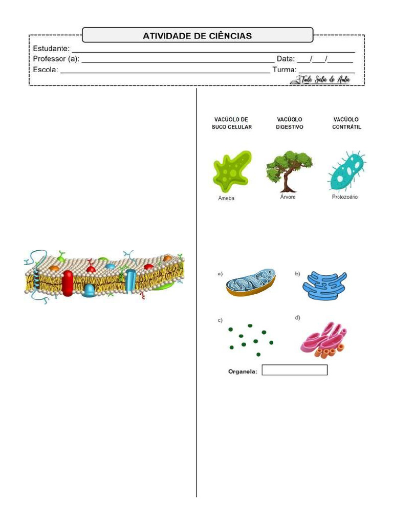 Biologia Organelas Celulares | PDF | Célula (Biologia) | Organelo