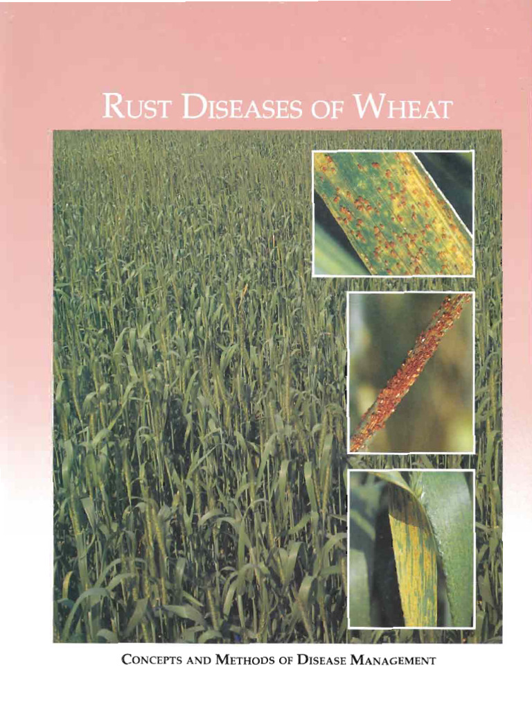 Rust Disease of Wheat | PDF