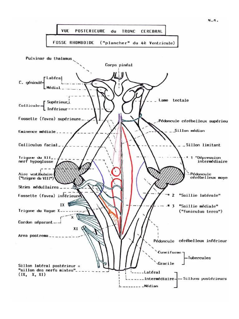 Fosse Rhomboide | PDF