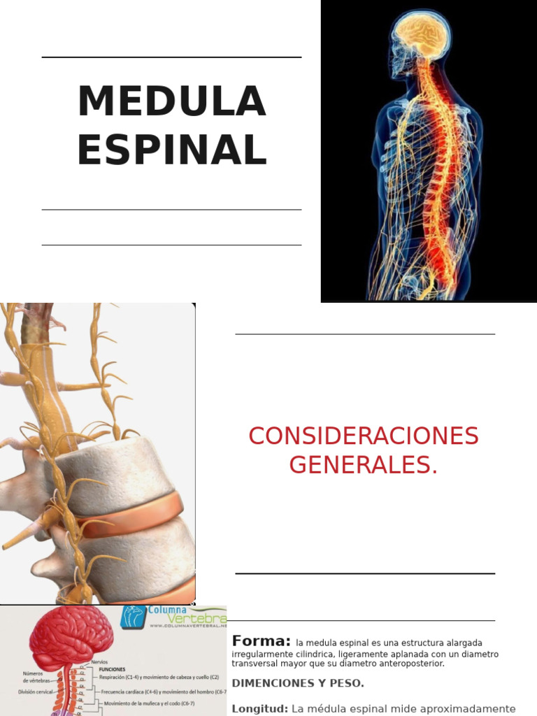 Medula Espinal General | PDF