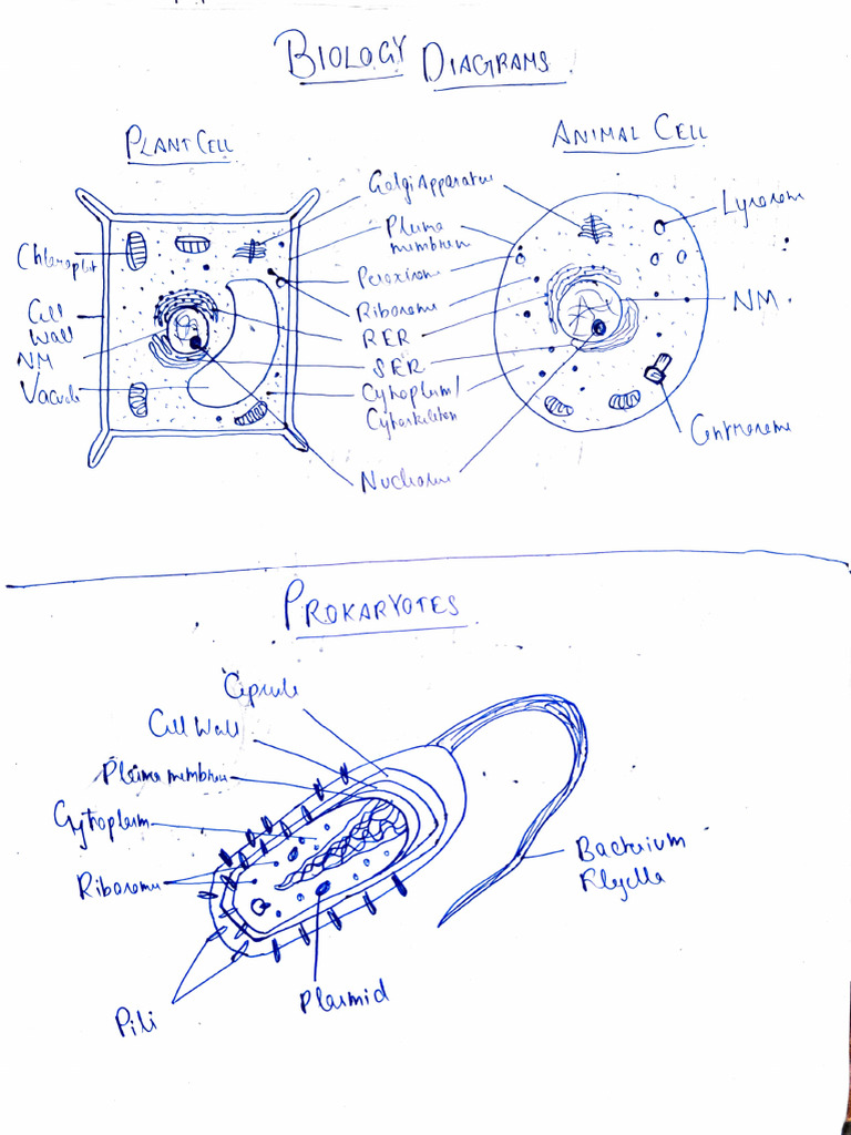 Bio Diagrams | PDF