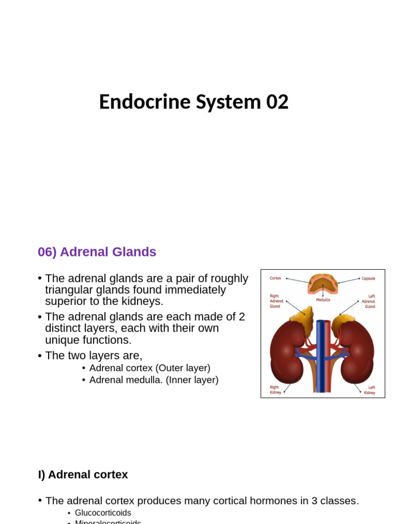 Endocrine System 02 | PDF | Adrenal Gland | Endocrine System