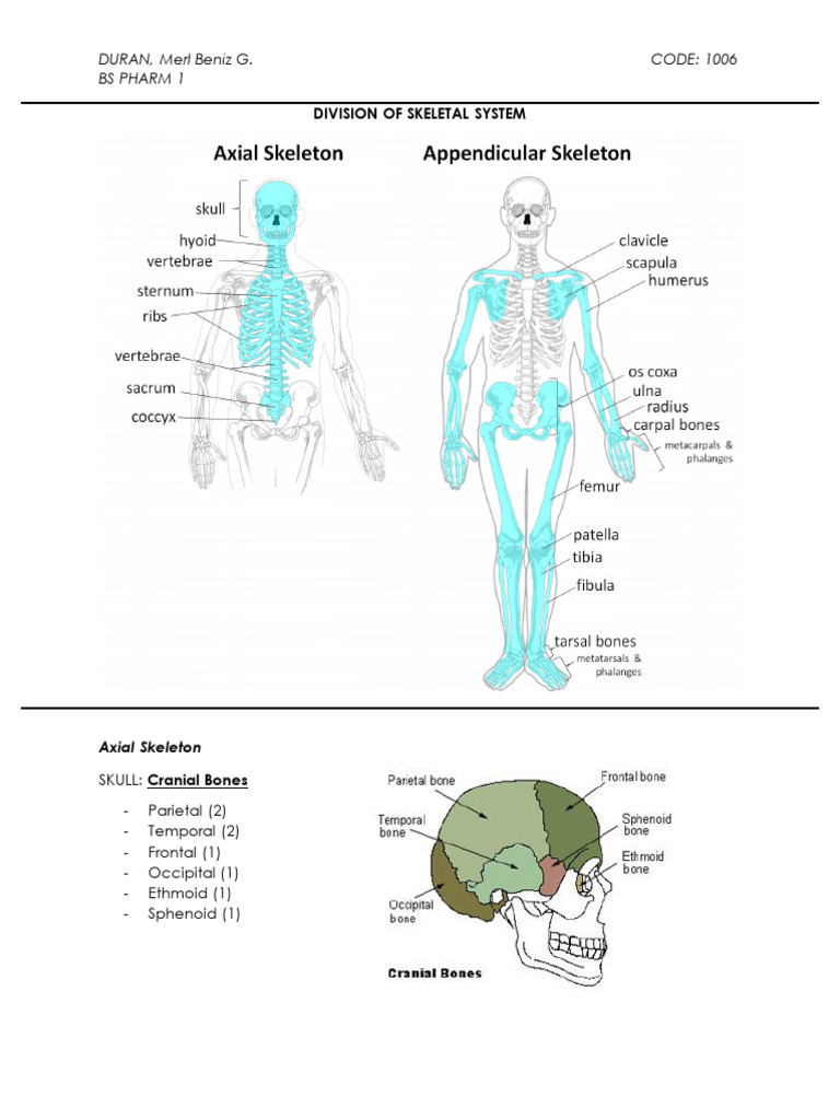Division of Skeletal System | PDF