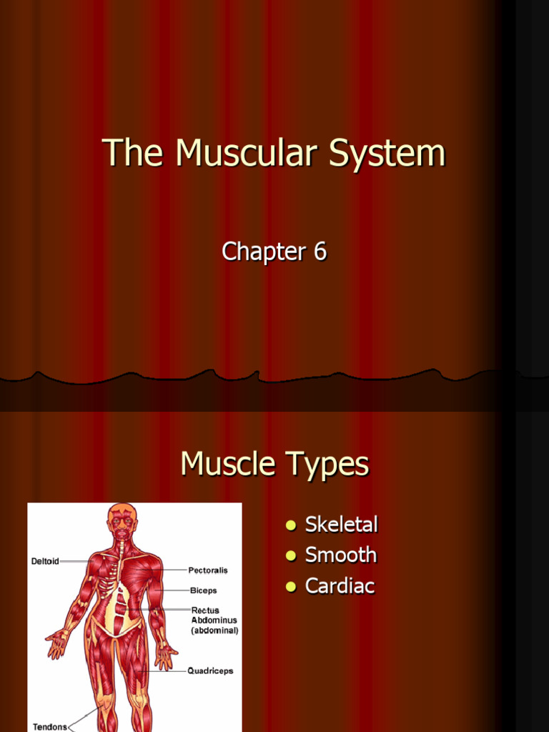 Muscle AP Notes | PDF