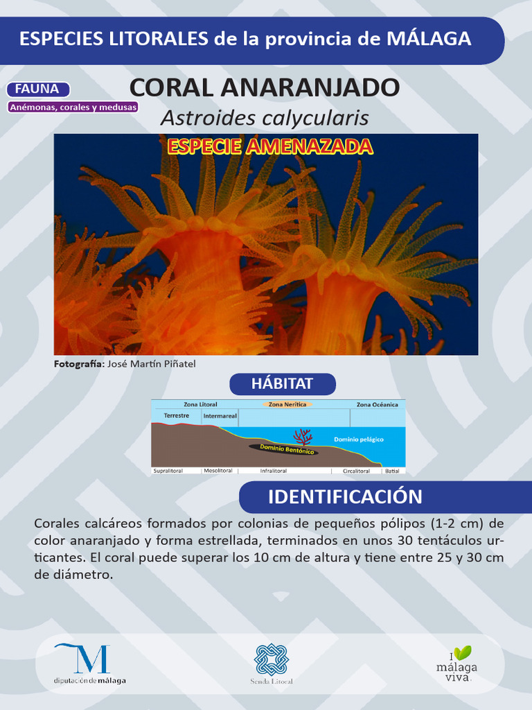 Coral Anaranjado (Astroides Calycularis) - v2 | PDF