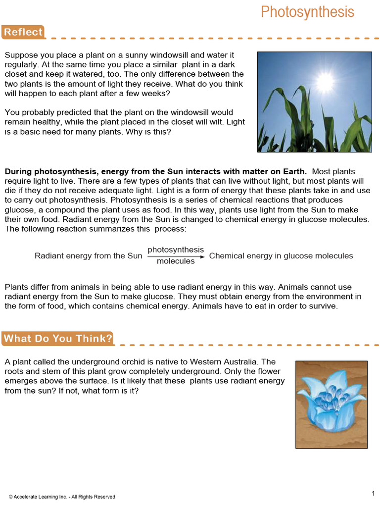 TX 7.5A Photosynthesis EXPLAIN Stemscopedia | PDF